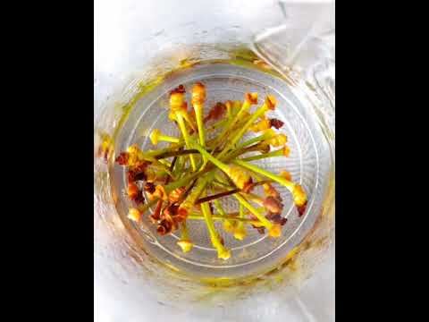 Nihal ♪ A Canım (Cover)