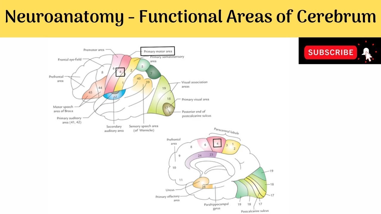 Functional areas of Cerebrum |Motor areas |Sensory areas |Auditory ...