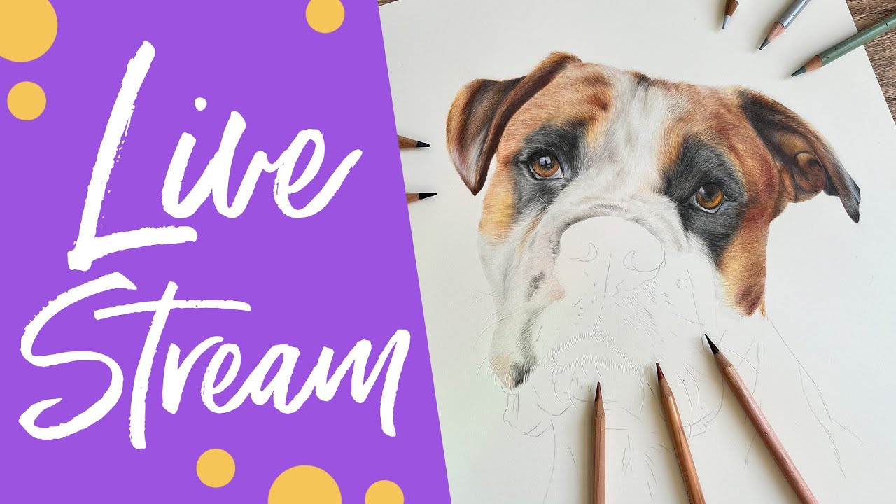 Drawing George the Boxer Cross Coloured Pencil Drawing - YouTube