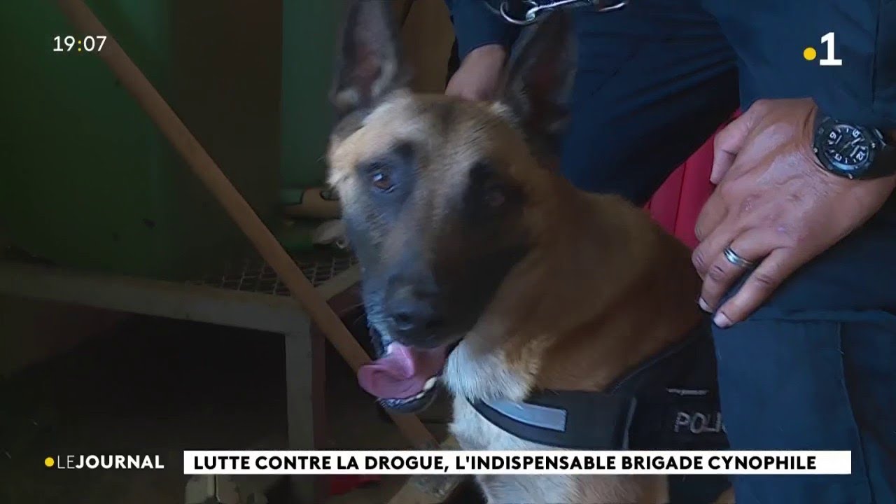 Lutte contre la drogue, l'indispensable brigade cynophile. - YouTube