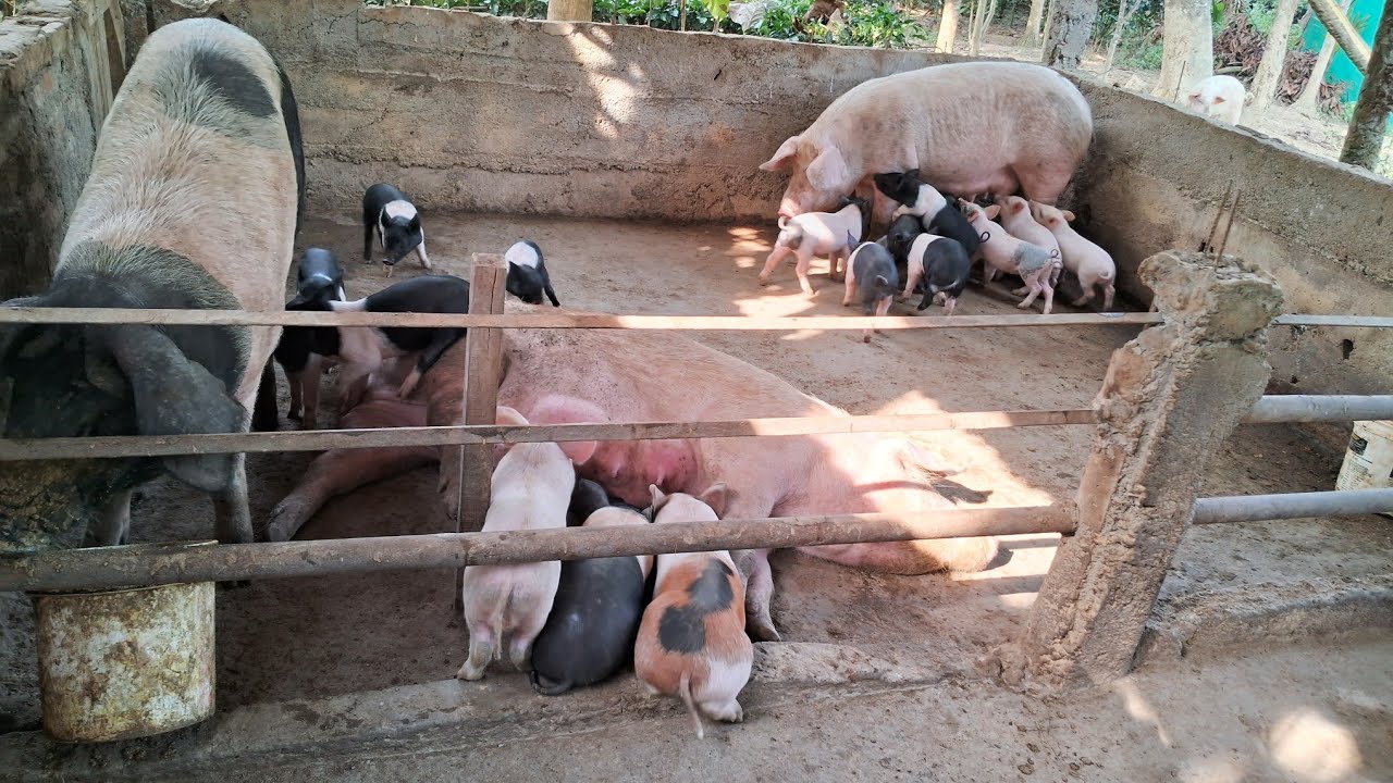 pig farming/pig 🐖 farm house in assam - YouTube
