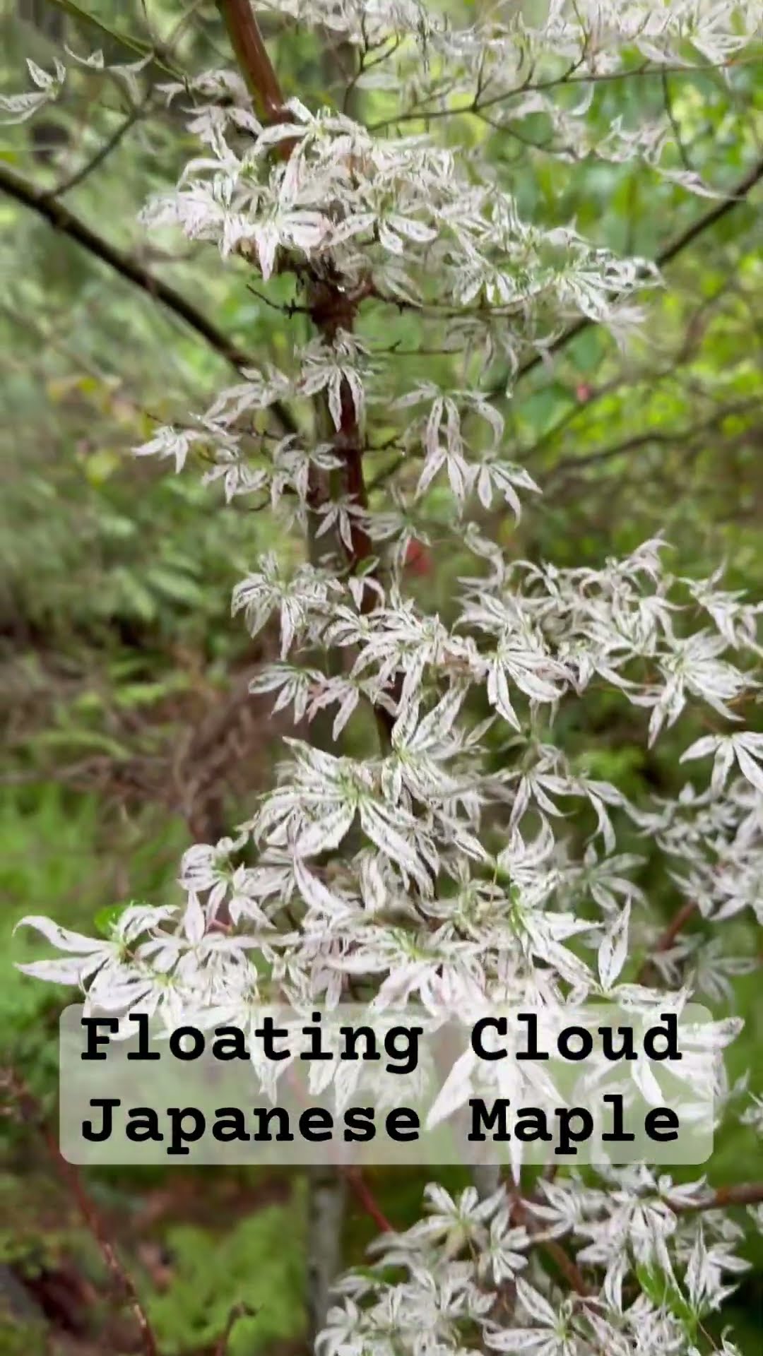 Floating Cloud Japanese Maple ️ #japanese maples - YouTube