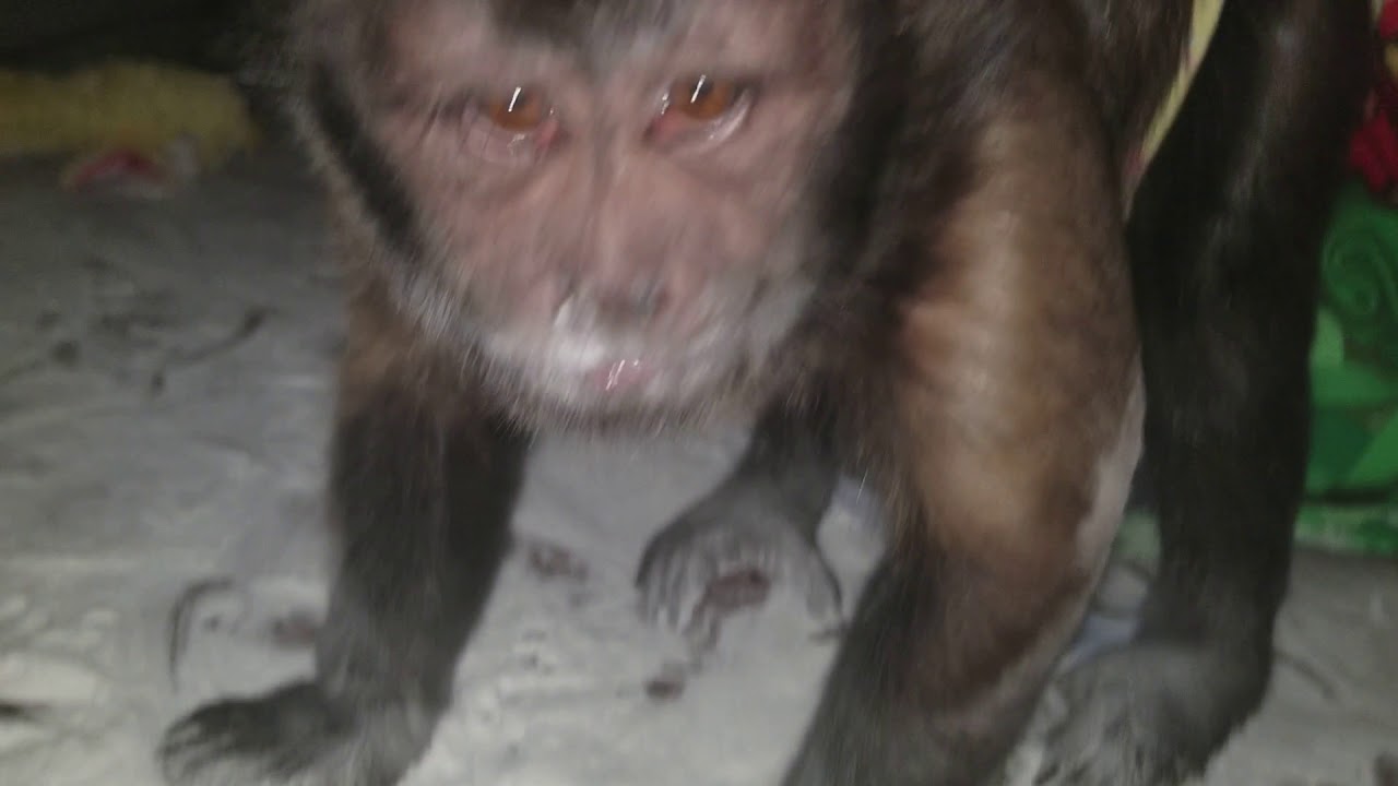 Capuchin monkey makes snow with powder - YouTube