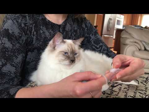 Ragdoll kitten - Как почистить зубки котенку рэгдолл - опыт Снежинки
