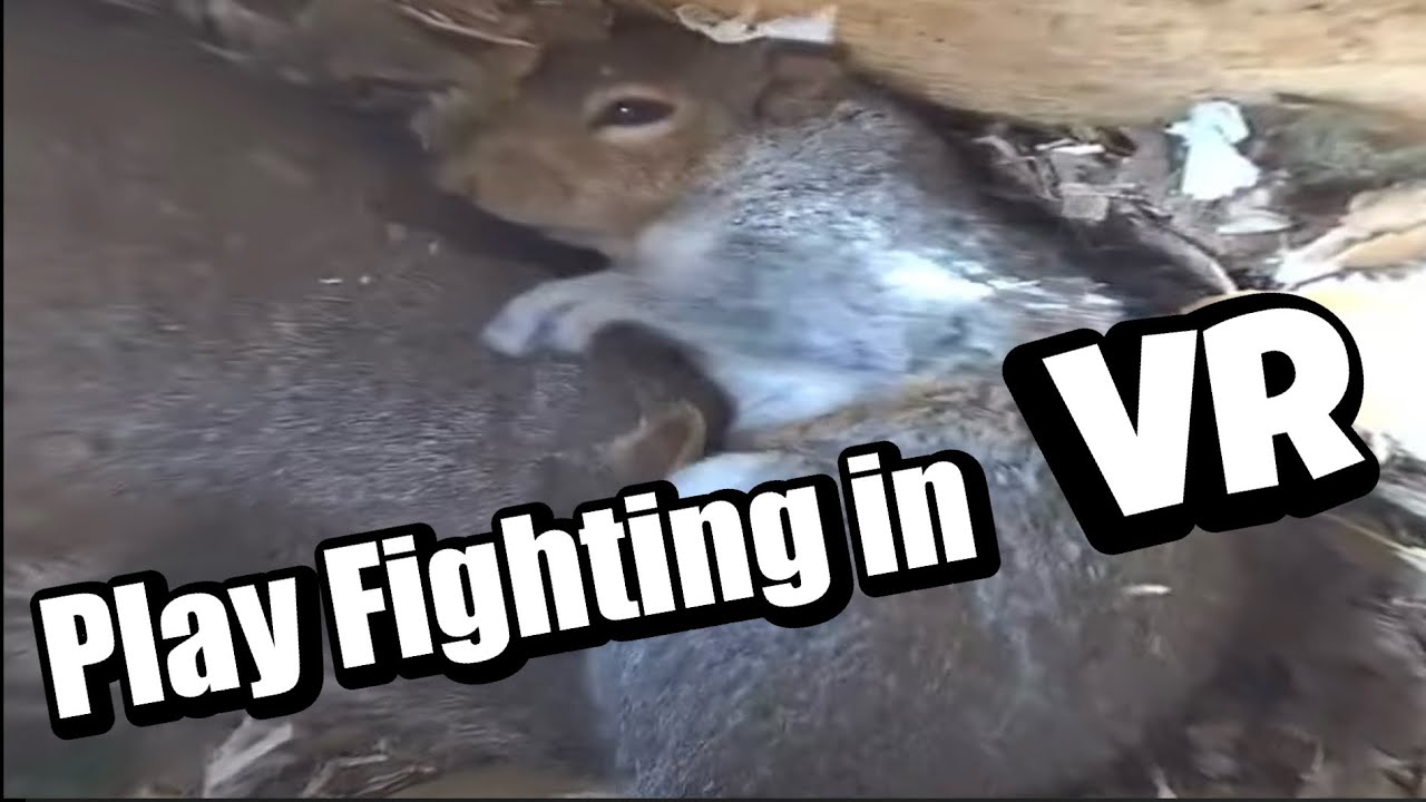 Squirrel siblings playing in VR - YouTube