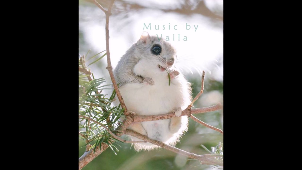 Ezo Momonga - YouTube