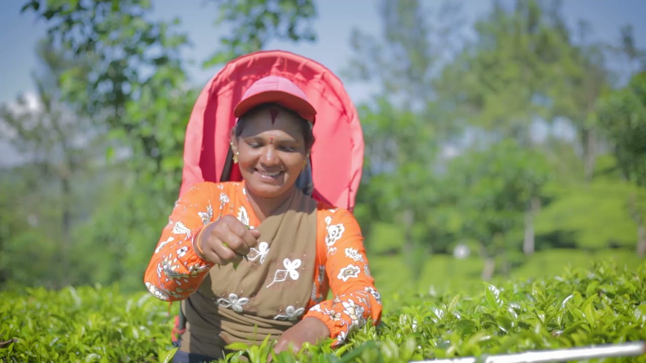 Mattakelle Estate (Talawakelle Tea Estate PLC) - YouTube