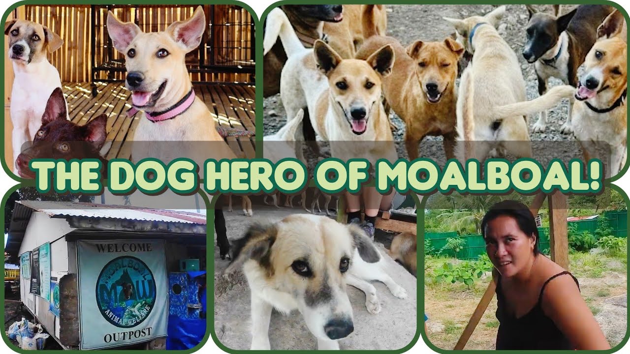 🇵🇭 Meet True Heroes For Dogs and Cats in Moalboal, Cebu, Philippines ...