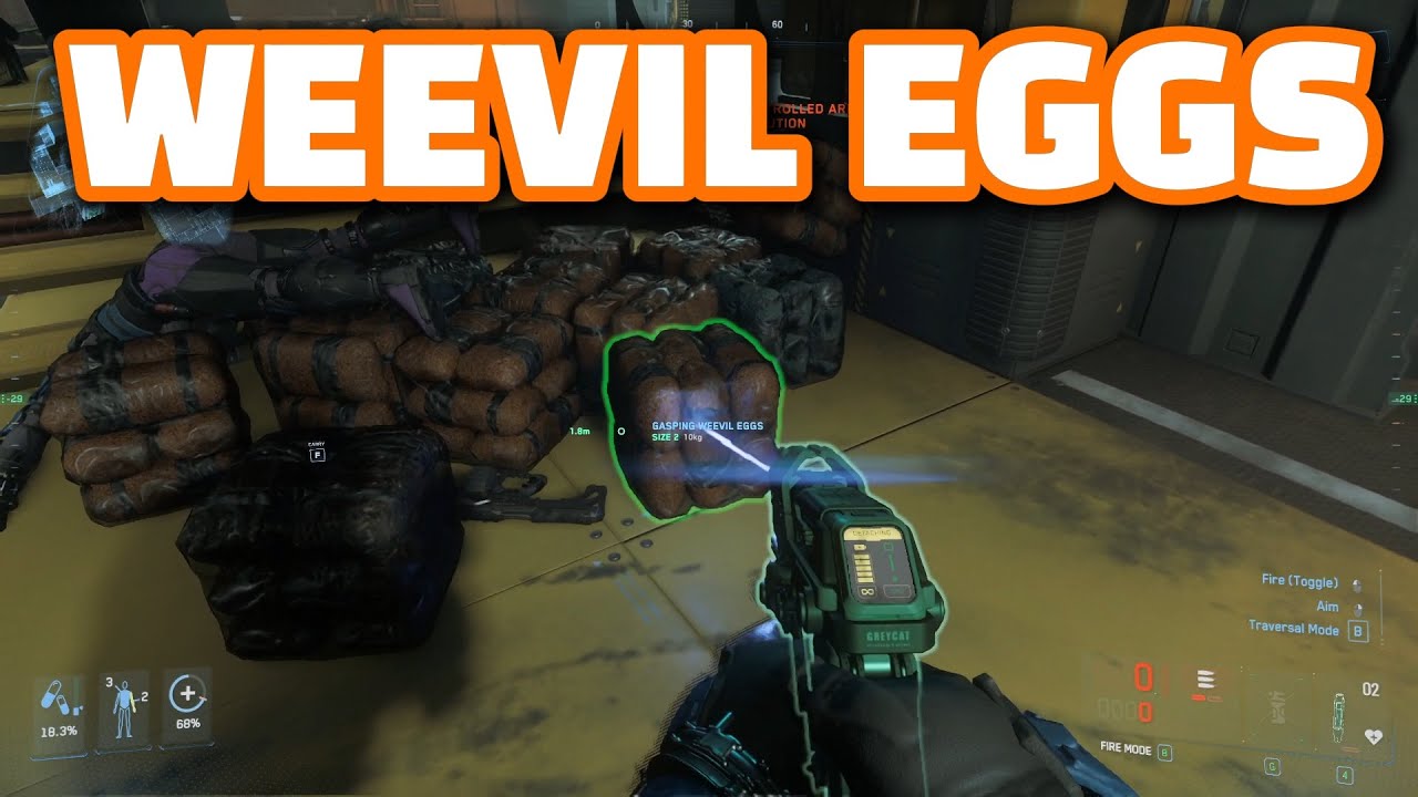 BUNKER WEEVIL EGGS: WORTH IT? - YouTube