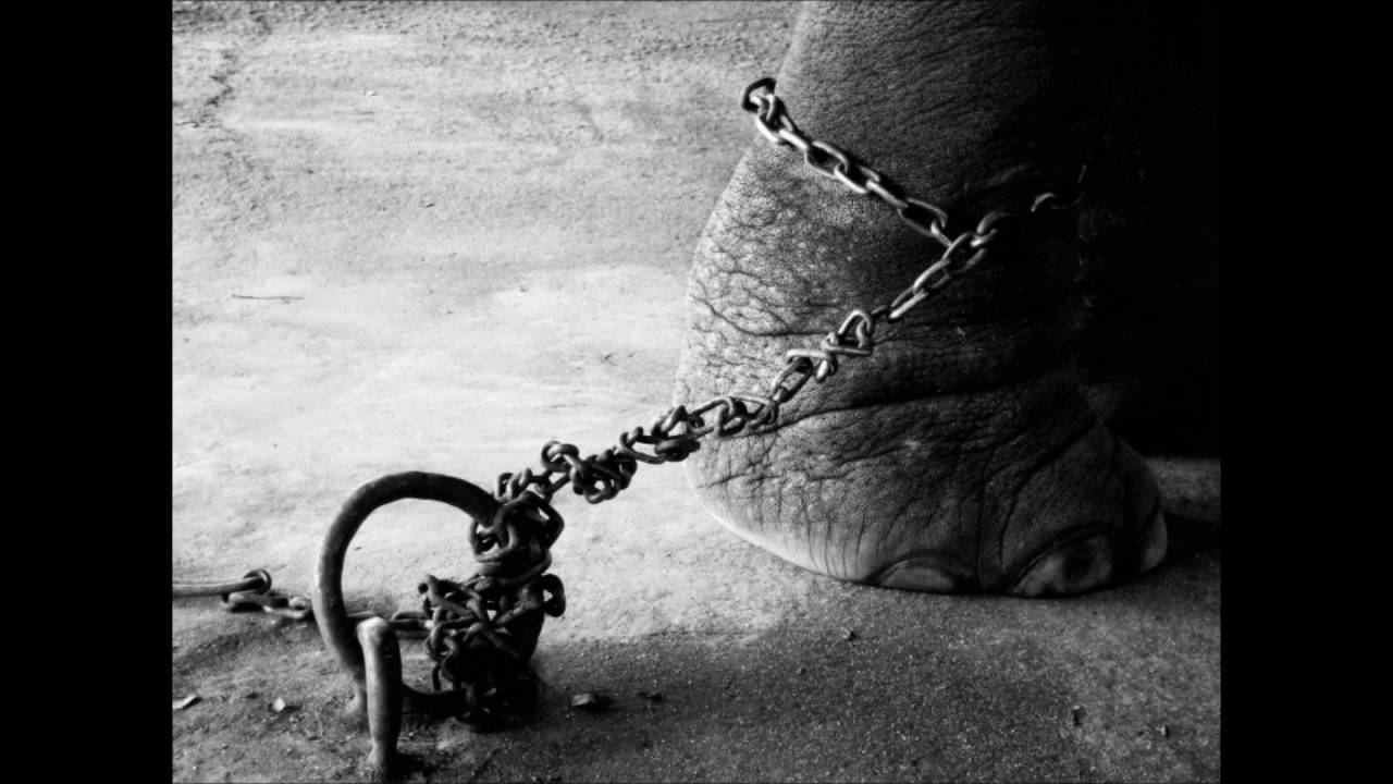 Elephant Chains-Breaking Free From Your Past🐘 - YouTube