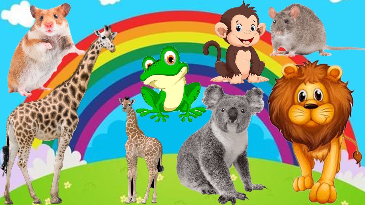 Animal family: dog, squirrel, rooster, chickens, chameleon, cat, horse ...