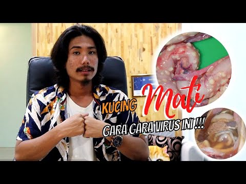 PENYAKIT MEMATIKAN PADA KUCING