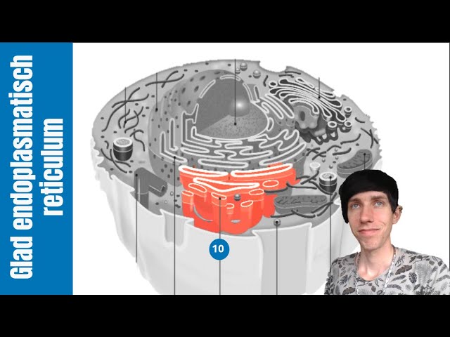 Glad Endoplasmatisch Reticulum De Cel | Biologielessen.nl