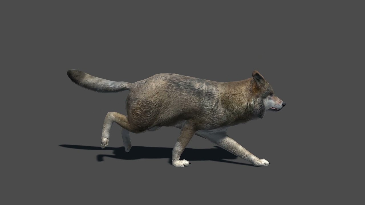 Wolf Unity - YouTube