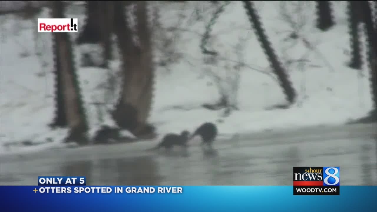 Wild otters spotted on the Grand River in Kent County - YouTube
