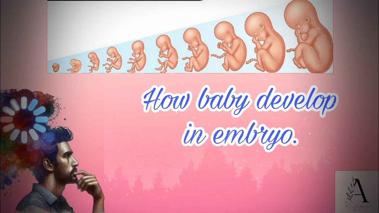 How baby develop in embryo.|knowledgewith_us|#neet #class12 # ...