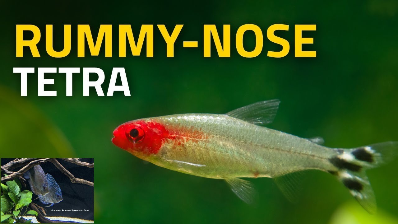 Rummy Nose Tetra | Is The Red Nose A Health Warning To Your Aquarium ...