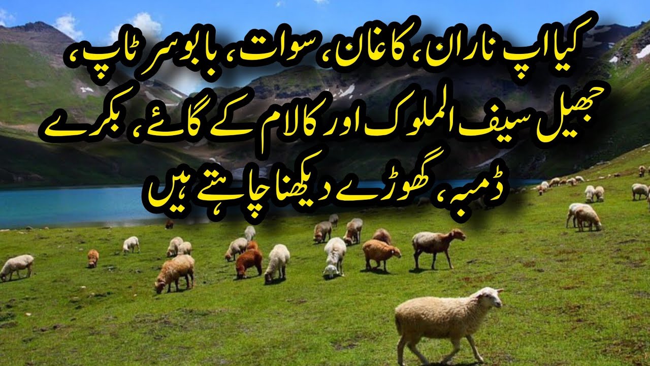 Goat, Sheep, cow, Horse at Naran Kaghan Valley | Mountain Animal | Farm ...