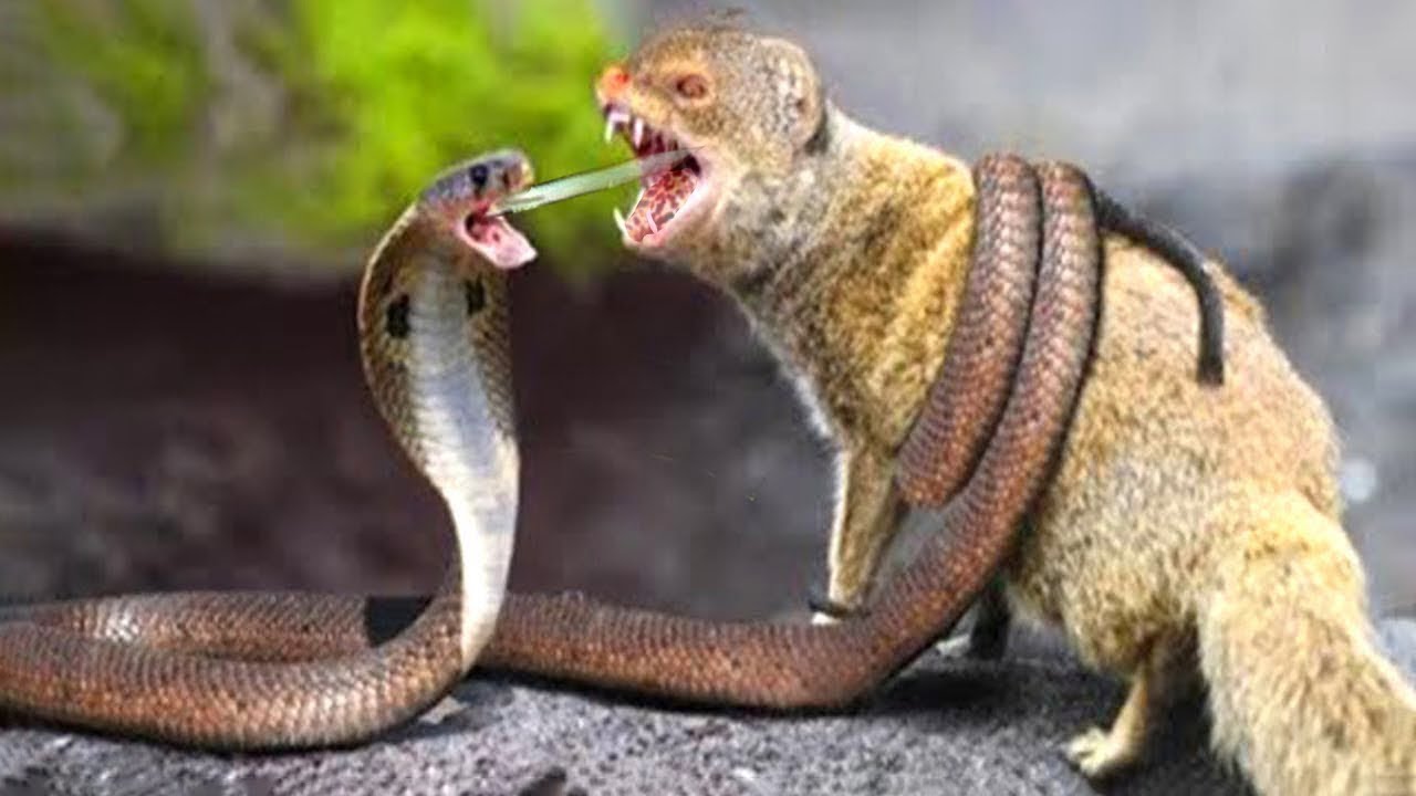 king cobra fight mongoose to death, most venomous snake on earth - YouTube