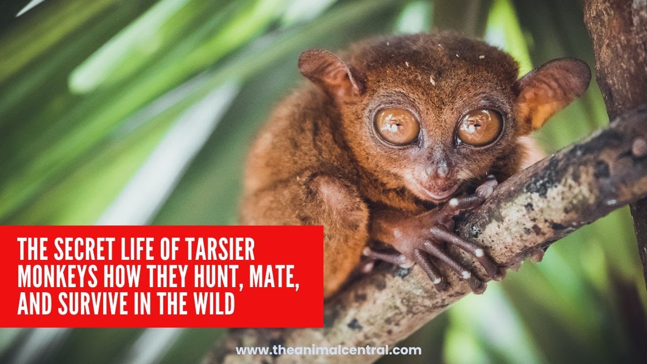 The Secret Life of Tarsier Monkeys - YouTube