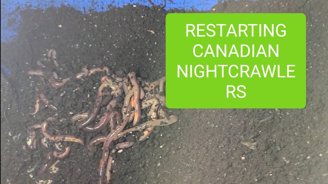 Restarting Canadian Nightcrawler Bin - YouTube