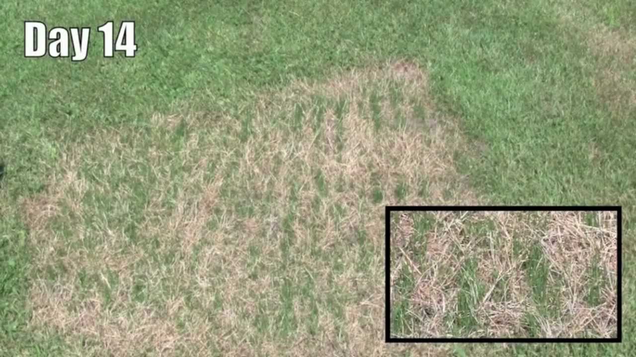 Grass Stitcher demo video - YouTube