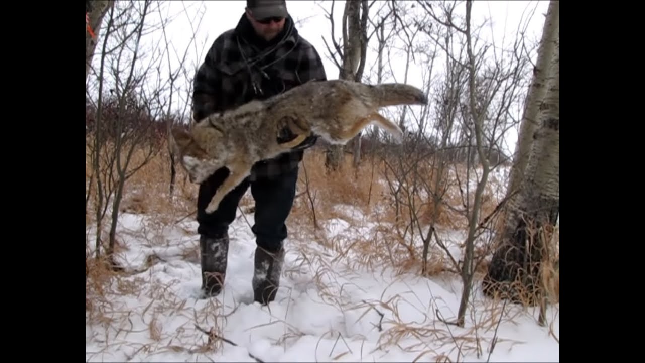 Snaring Coyotes Dec. 6th snagged a couple nice coyotes - YouTube