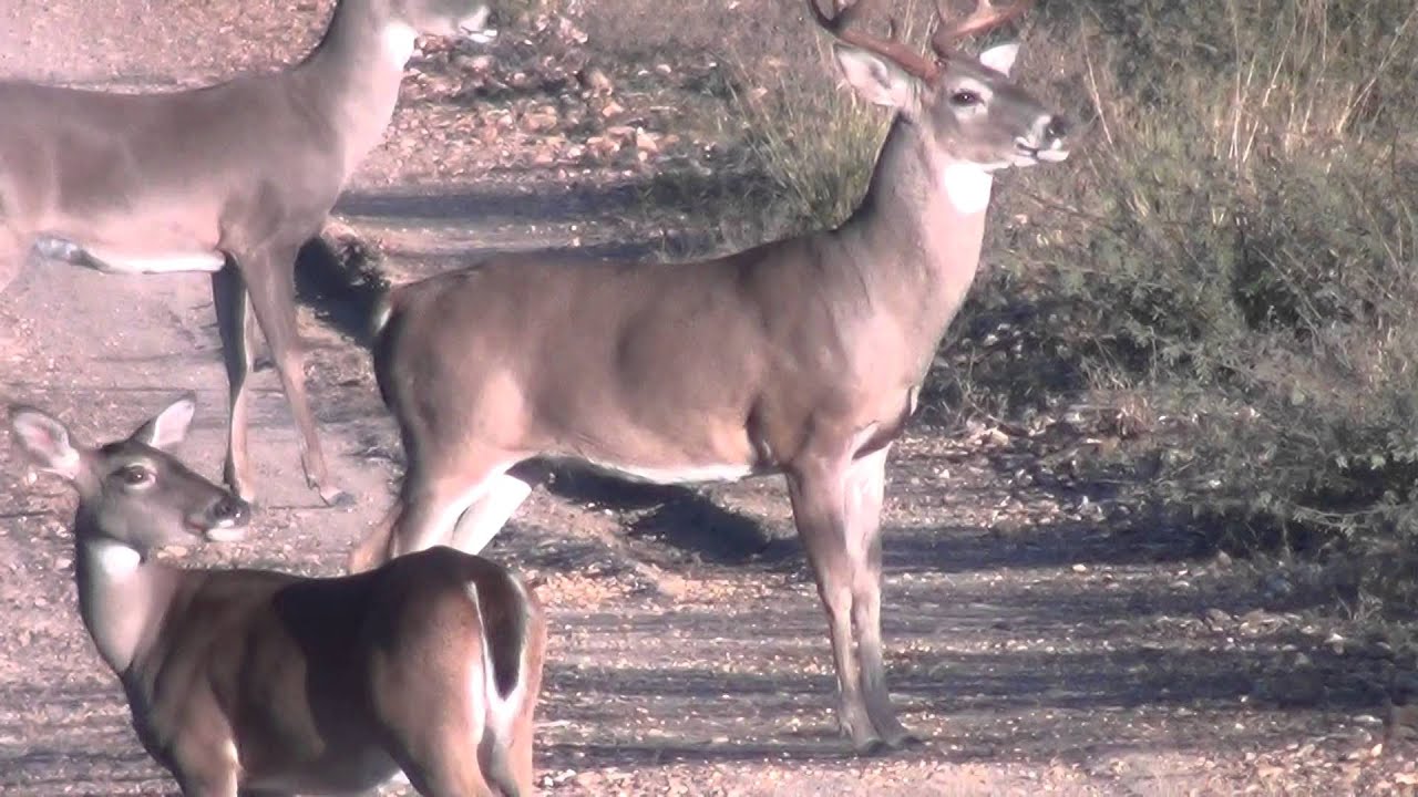 Miranda Buck 11 24 2014 - YouTube