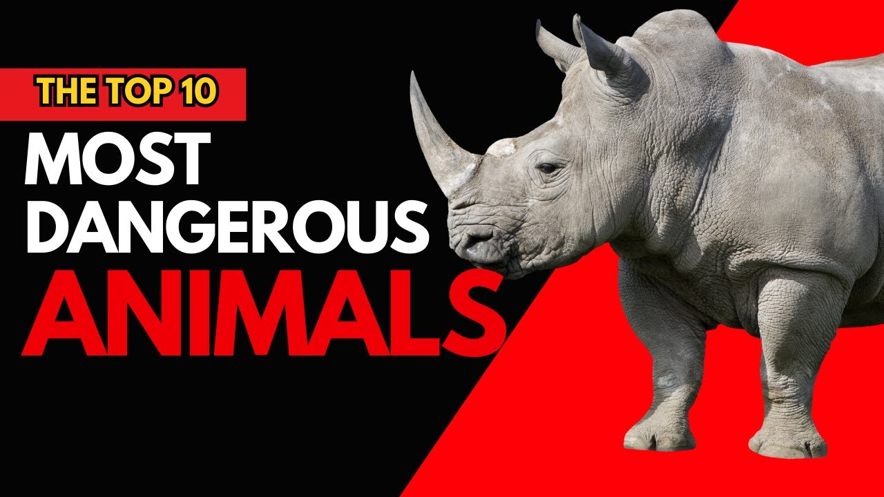 Top 10 Most Dangerous Animals: Unveiling Earth's Deadly Predators - YouTube