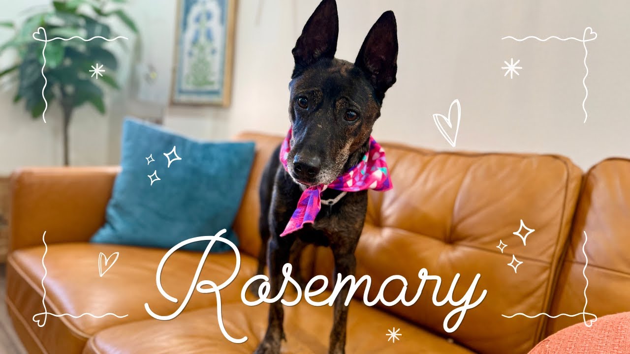 Rosemary your Perfectly Petite Dream Pal - YouTube