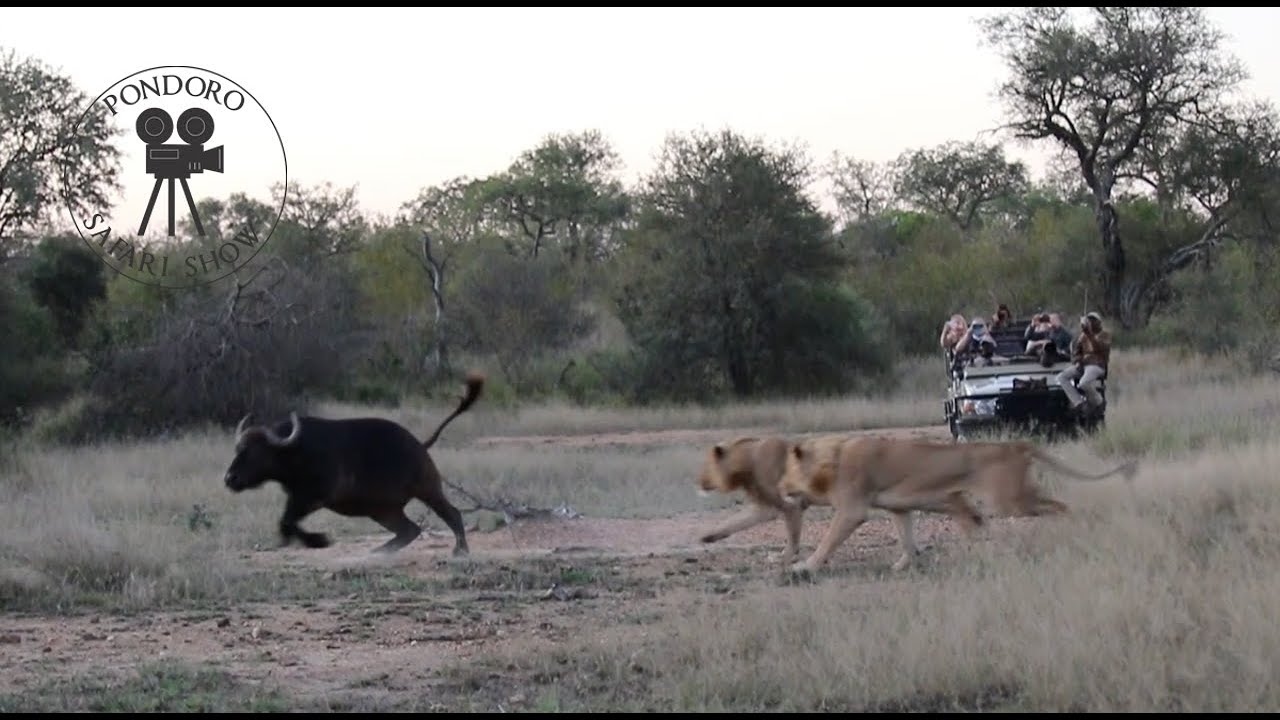 Lion vs Buffalo - Eternal enemies - YouTube