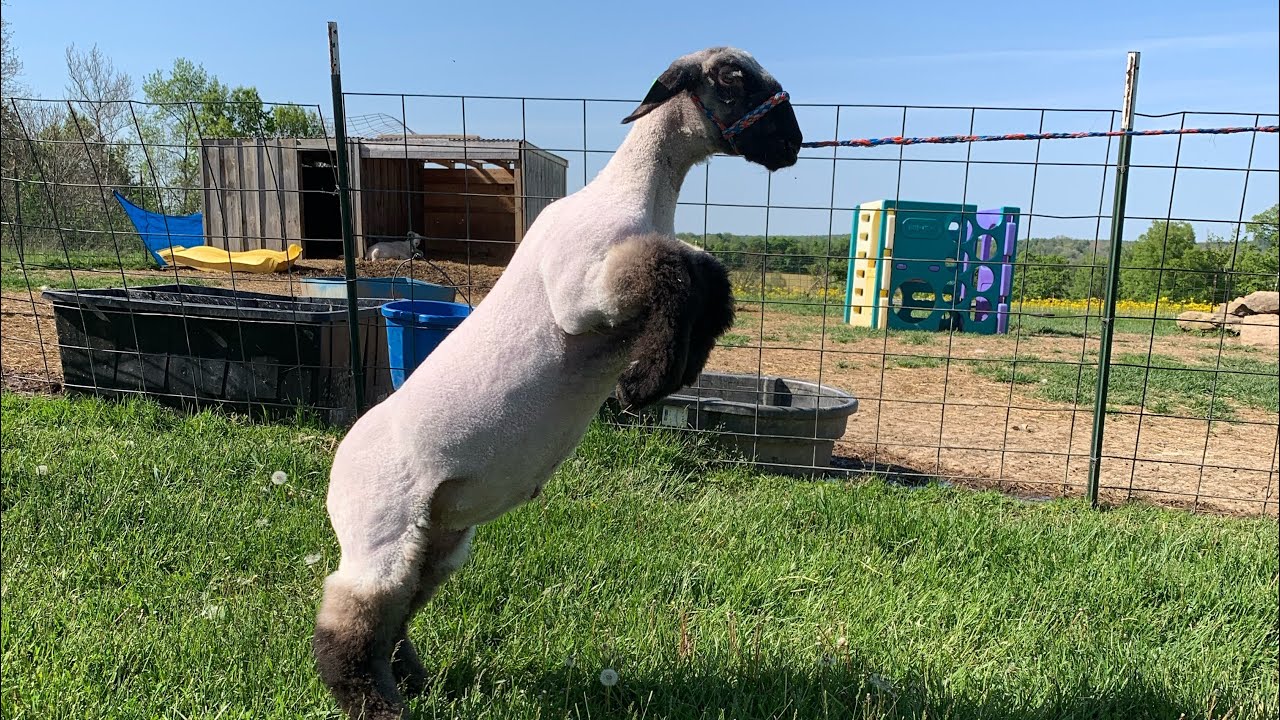 Strong lamb knocks down woman - YouTube