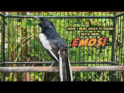 Suara Burung Kacer Gacor Ngeplong Tarung Terampuh Buat Pancingan Kacer Agar Cepat EMOSI