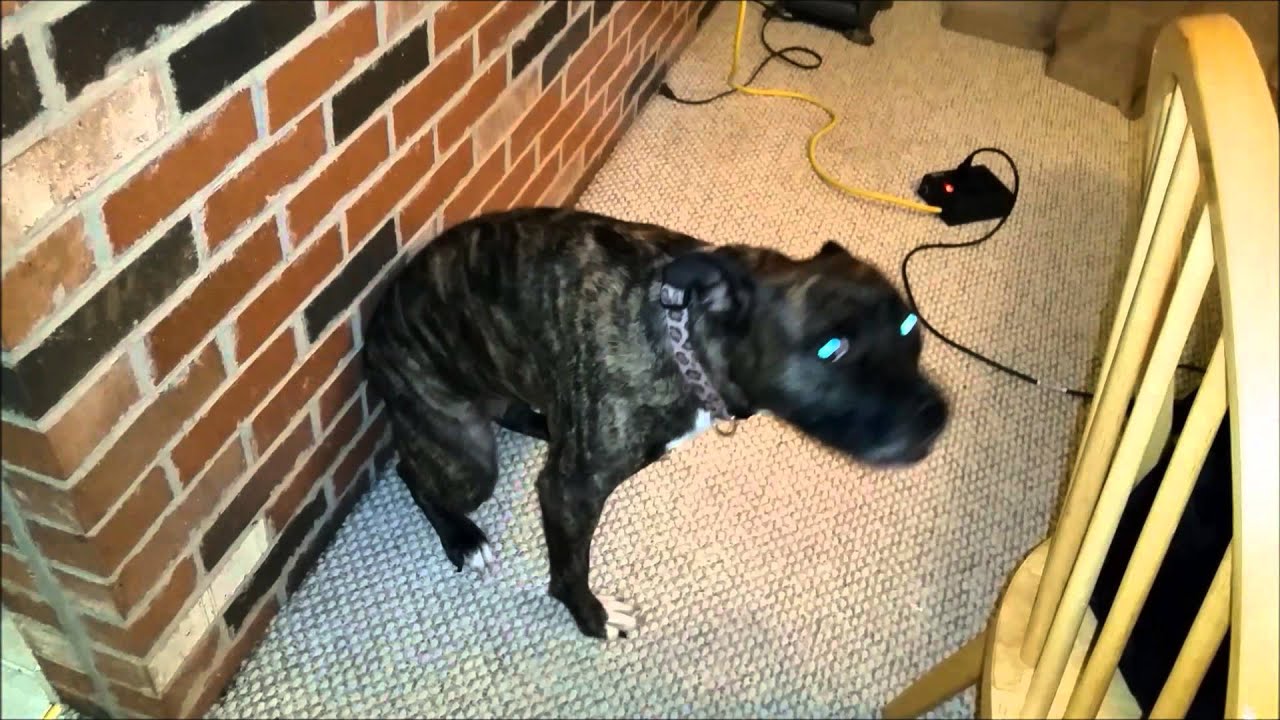 my twerking dog - YouTube