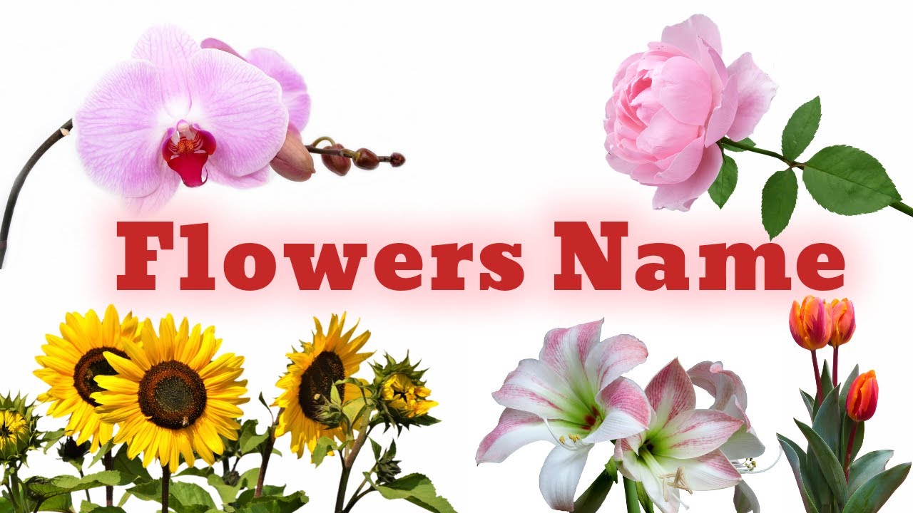 Discover the World of Flowers | Names, Pictures & Spellings for Kids ...