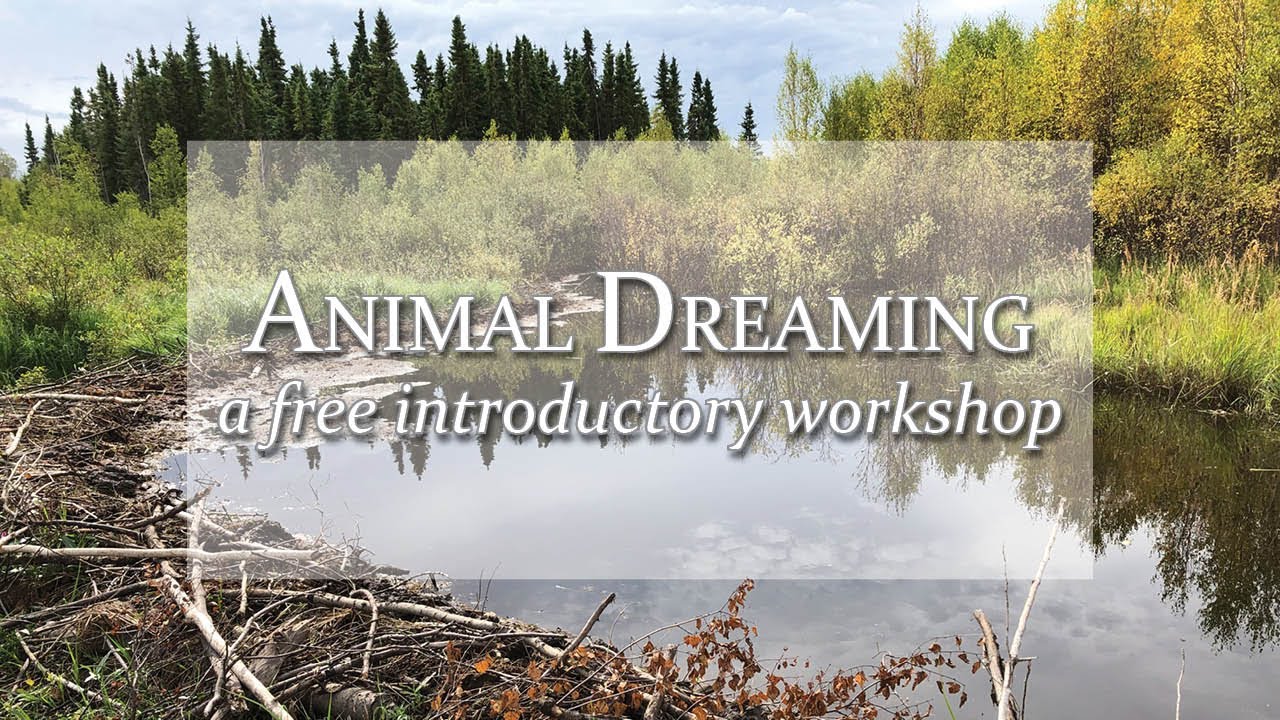 ANIMAL DREAMING - a free introductory workshop - YouTube