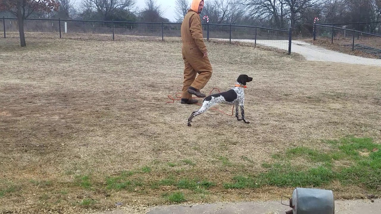 Trixie whoa training - YouTube