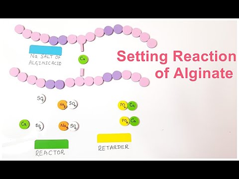 Alginate | Setting Reaction of Alginate | Dental Materials - YouTube