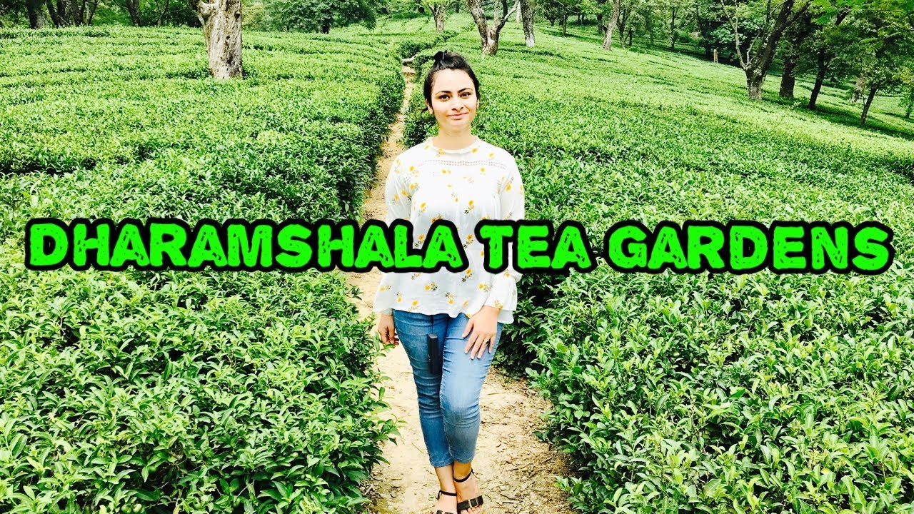 Tea Gardens Dharamshala | Himachal Tea Company | Sakshi Pathania Vlogs ...