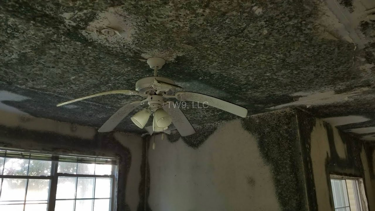 Mold Damaged Ceiling Fans Part 2 - YouTube