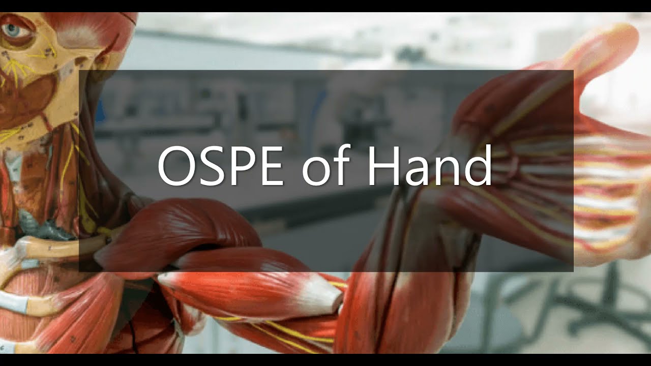OSPE of Hand (Upper Limb) Gross Anatomy - YouTube