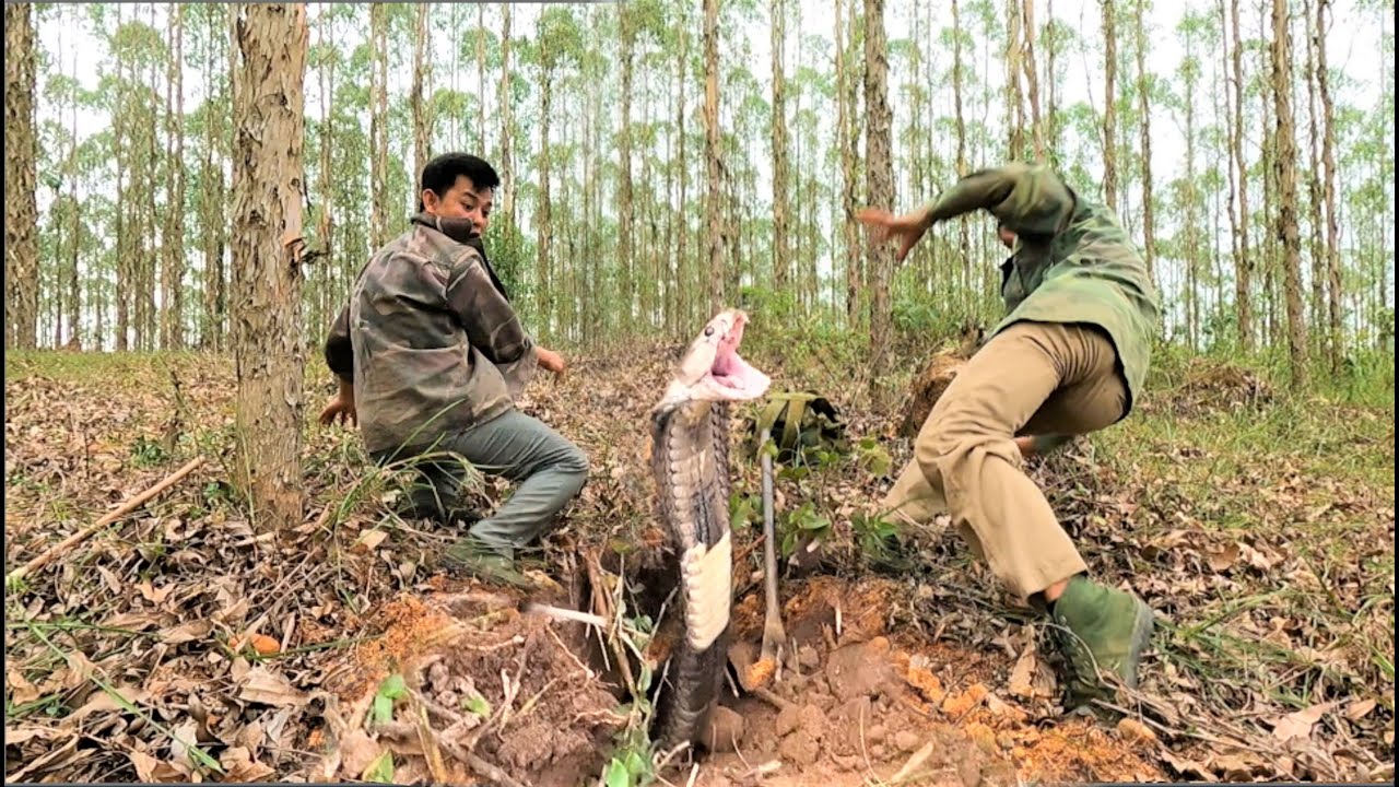 A breathtaking confrontation between brave hunters and the world's most ...