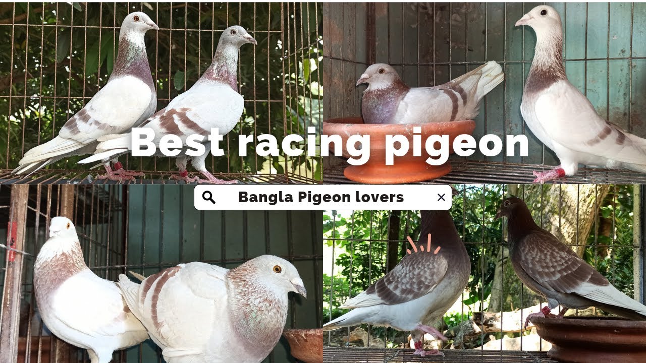 বেস্ট মিলি রেসার | রেড চেকার রেসার কবুতর | Mili racing pigeon | red ...
