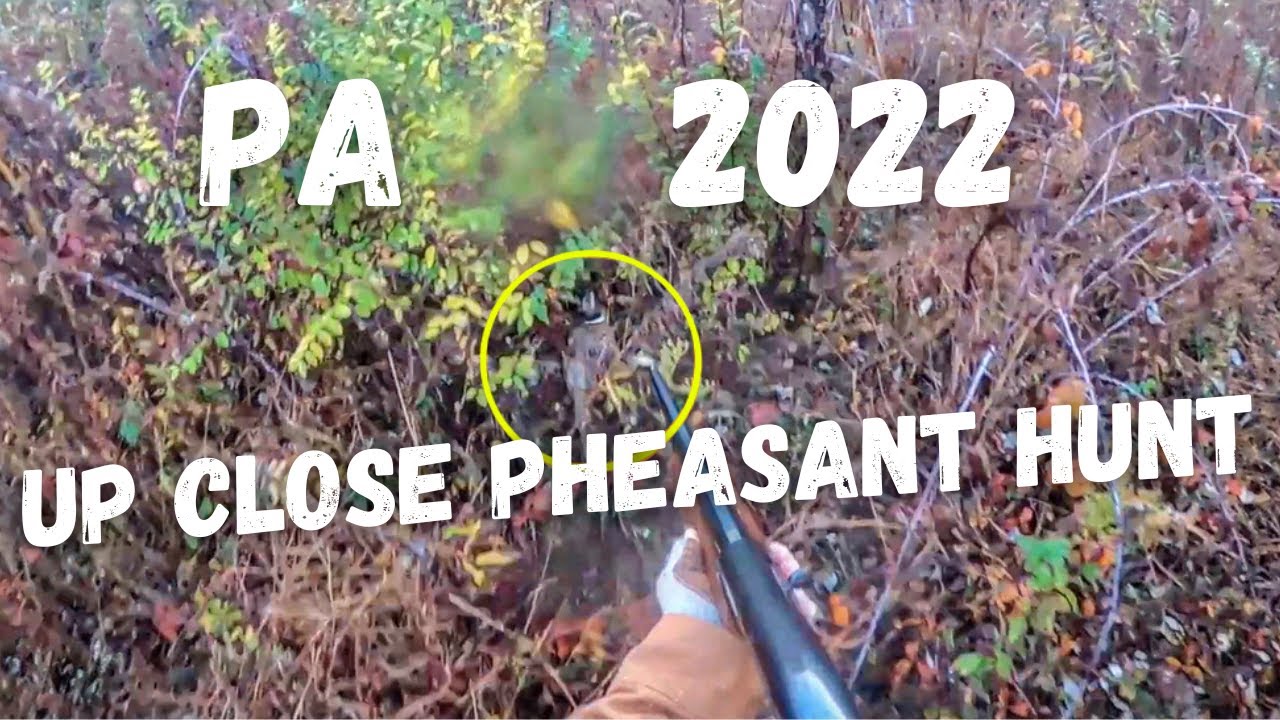 PA Pheasant Hunt (Stepping on Bird) - YouTube
