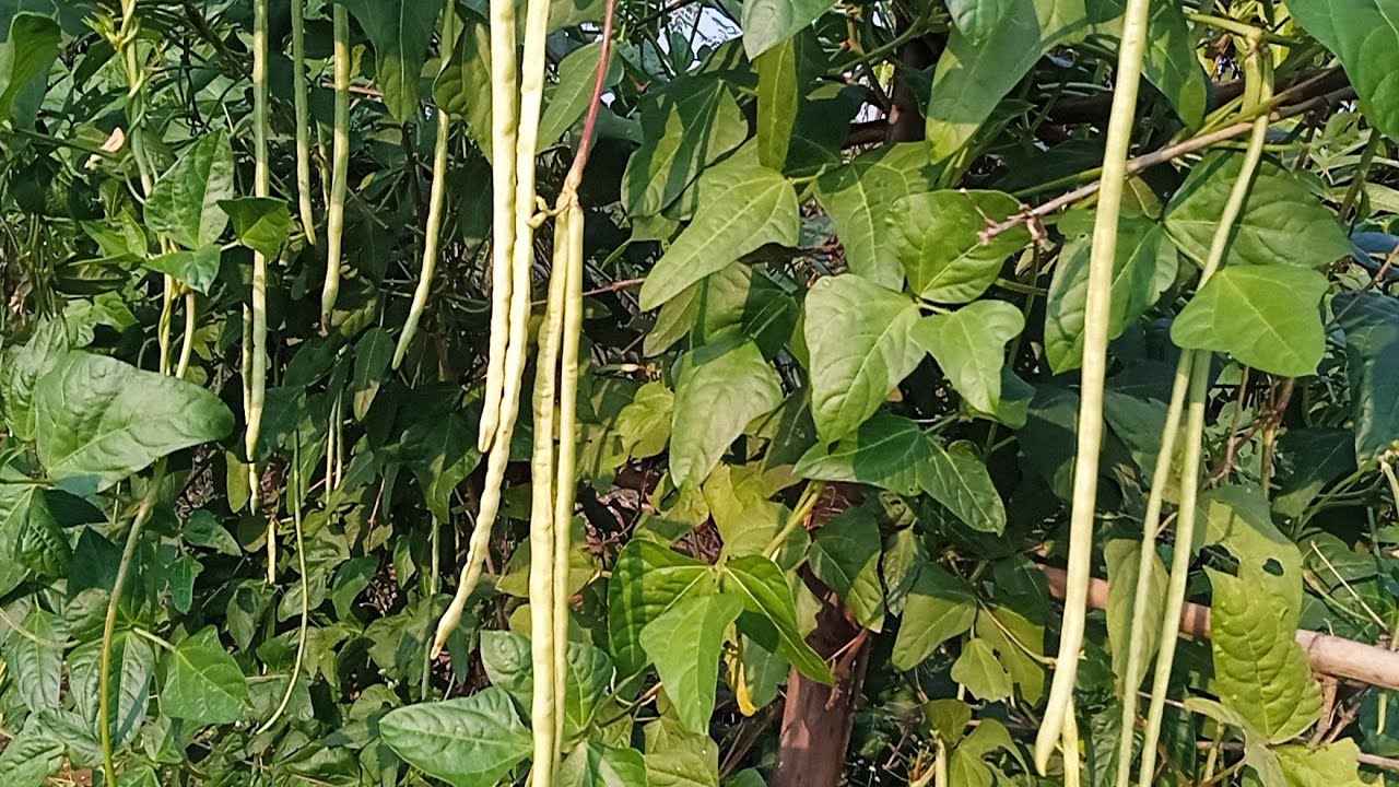 Choli Vegetables Ki Kheti | Organic Farming Video #d2nature #farming # ...