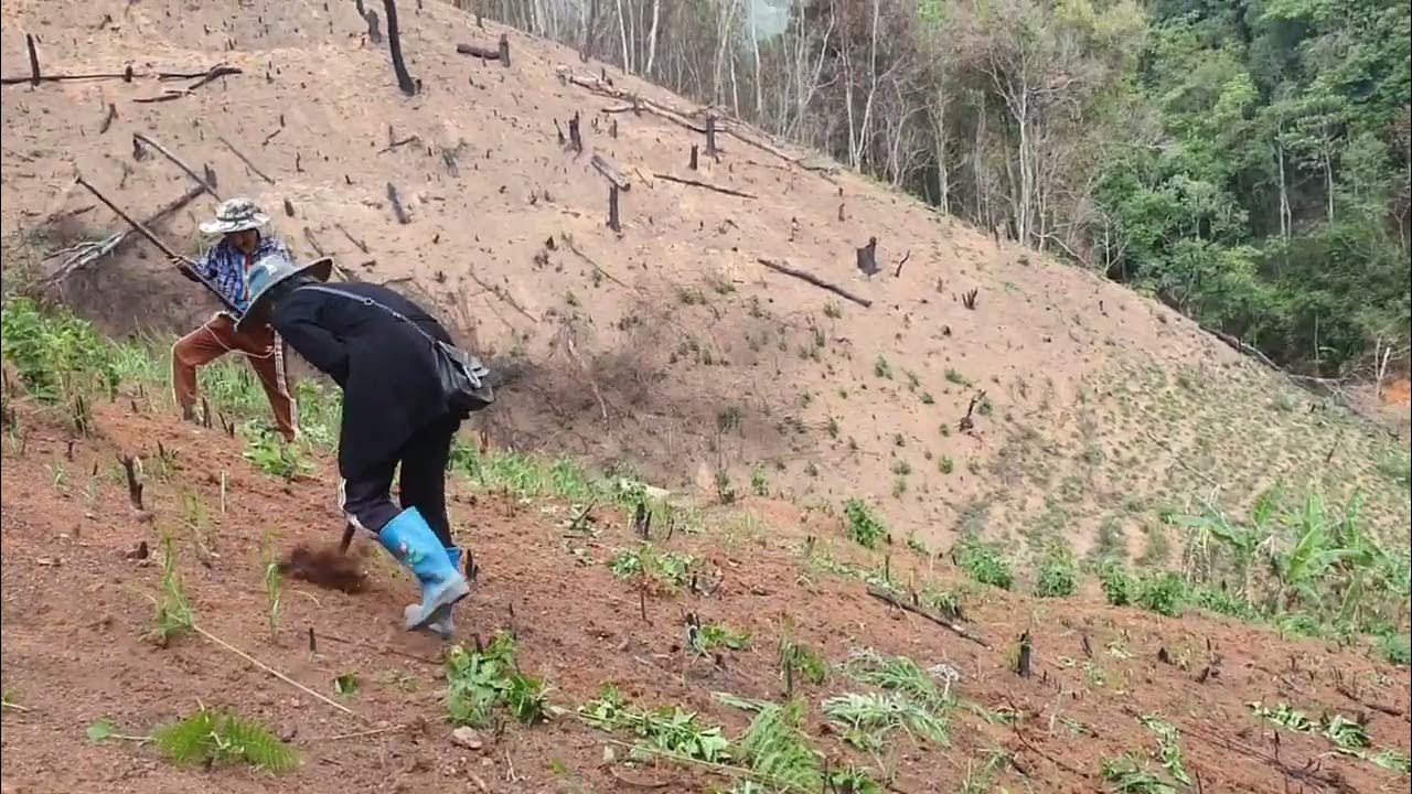 hnub no peb mu txaws teb zaub nyuj - YouTube