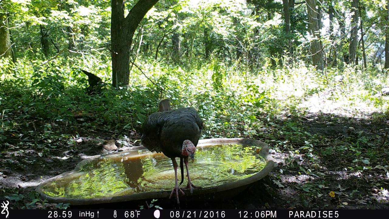 Turkey goes in pond on trail camera - YouTube