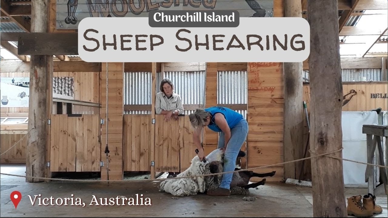 Australia Sheep Shearing | How to Harvest Wool | Churchill Island ...