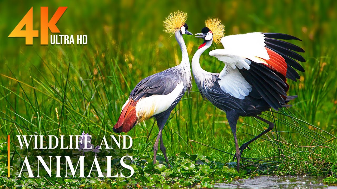 Swamp Wildlife 4K 🌿The most realistic footage of wild animals with ...