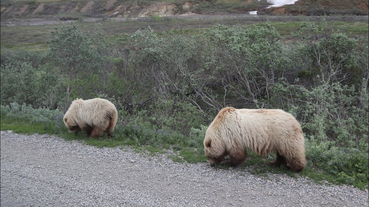 Adorable Grizzly Bears at Denali National Park and Preserve (sow and ...